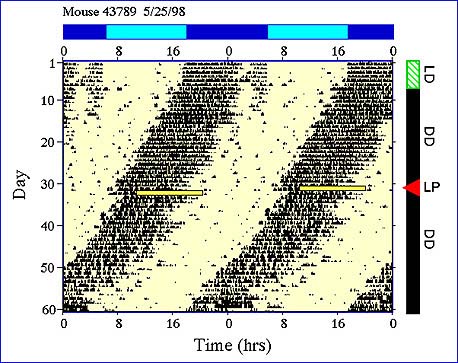 Editing ClockLab Plots in Drawing Programs | Actimetrics